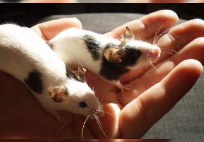 Logran crear embriones sintéticos a partir de células de una oreja de ...