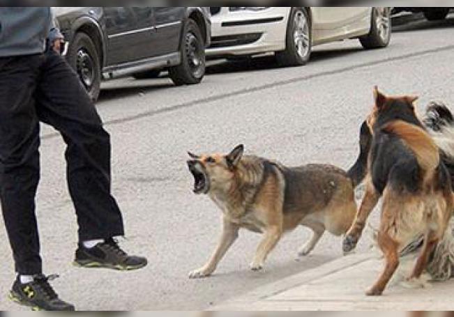 Se multiplican ataques de perros agresivos | HidrocalidoDigital.com
