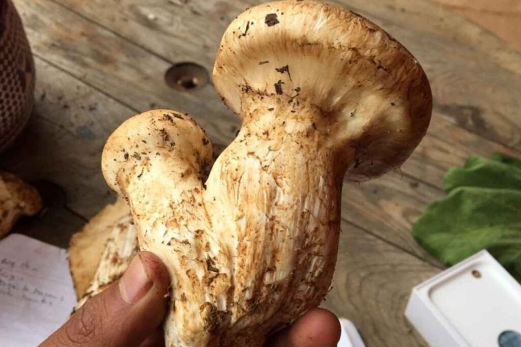 Los hongos en la gastronomía Mixteca de Oaxaca | HidrocalidoDigital.com