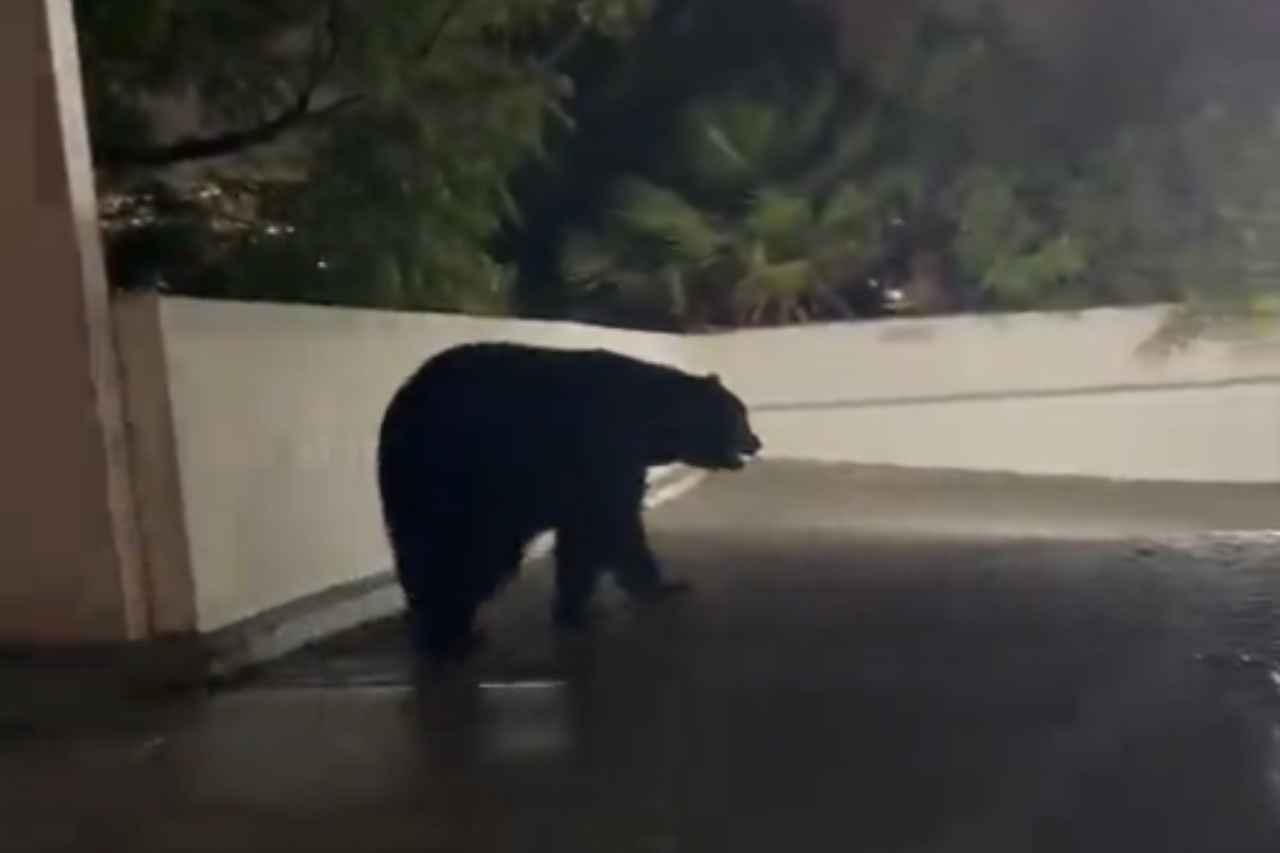 Captan a un oso negro paseando por calles de Monterrey ...