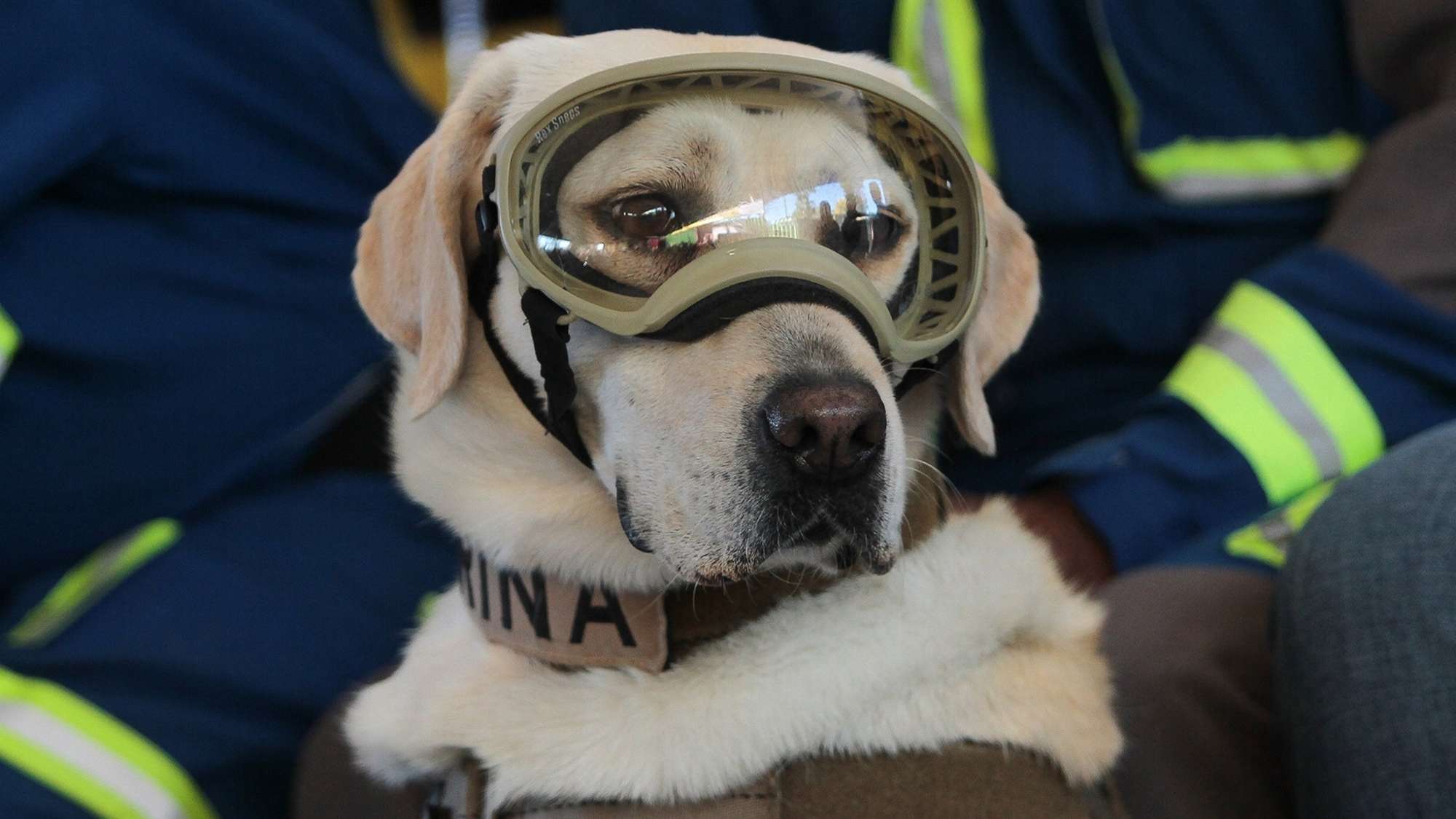 Muere Frida, la perra rescatista de la Marina | HidrocalidoDigital.com