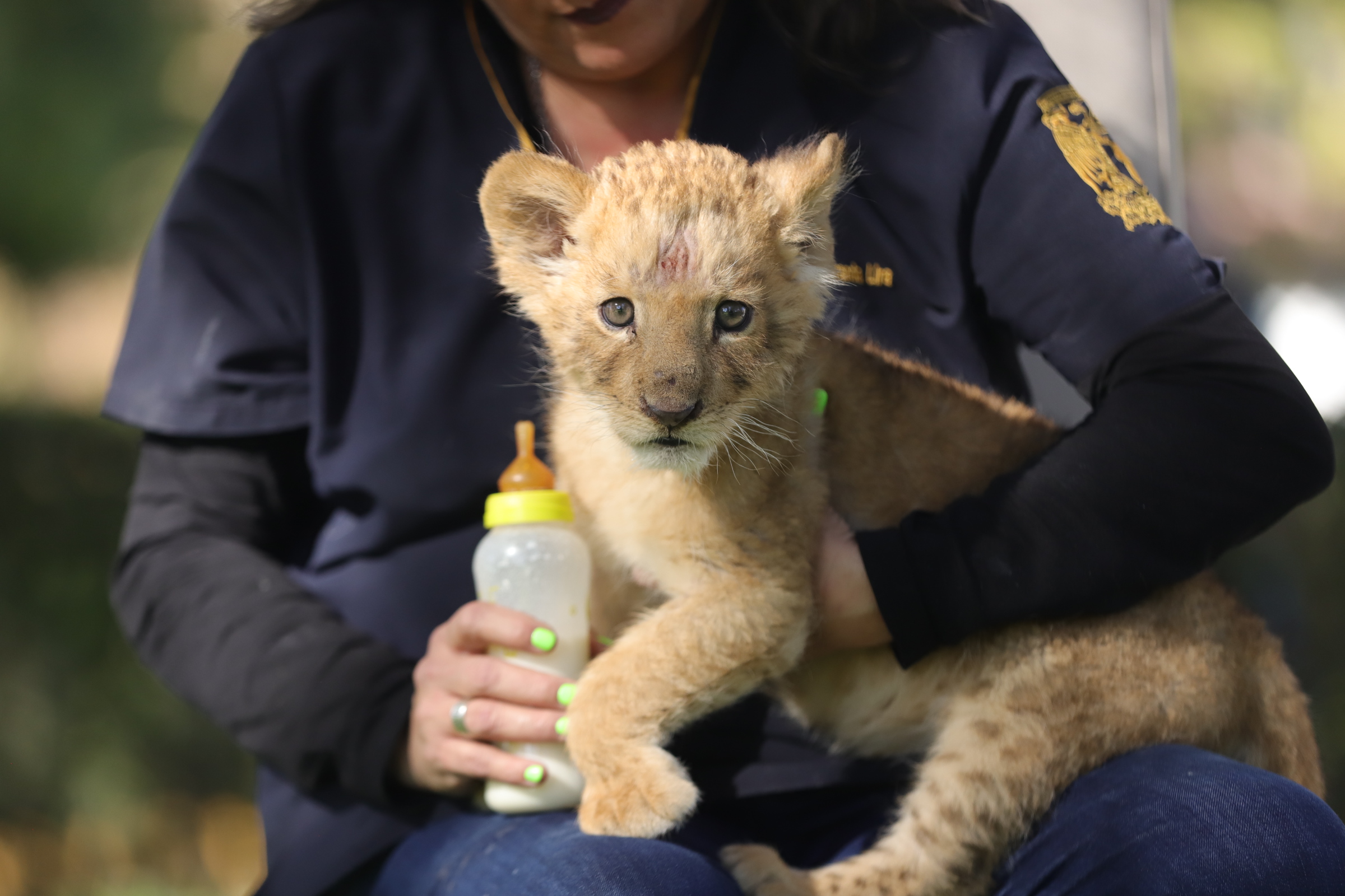 Milagro en el parque Landeros. Nace cría de Leones enfermos ...