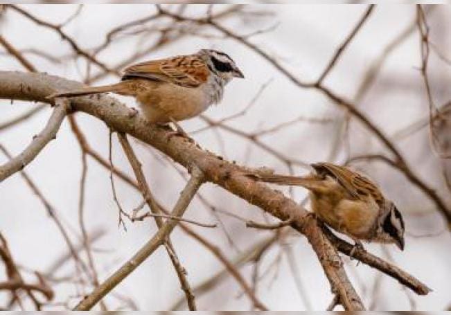 Colima Ofrece Mayor Biodiversidad De Fauna Y Flora En 9 Ecosistemas En ...