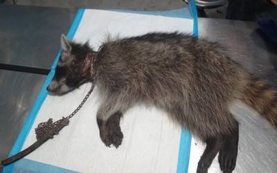 Mapache encadenado del cuello en Torreón, es rescatado – Periodico ...