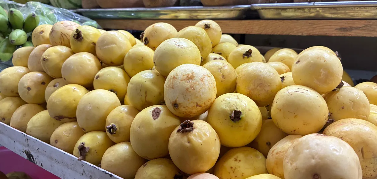 Guayaba De Calvillo Es Reconocida Como Patrimonio Nacional | Periodico ...